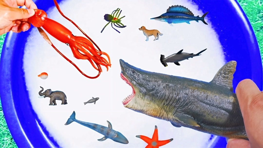 认识各种动物 野生动物海洋生物