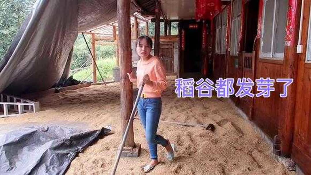 连续下雨十几天,小婷家的稻谷三分之一都发芽了,这可怎么办是好