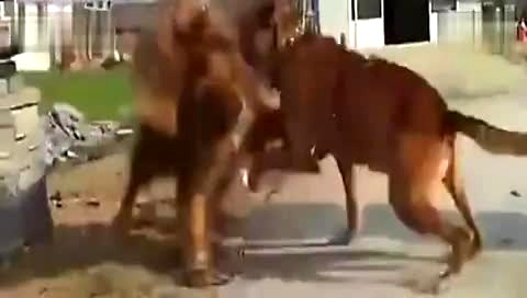 斗狗咬死 金色藏獒打架视频