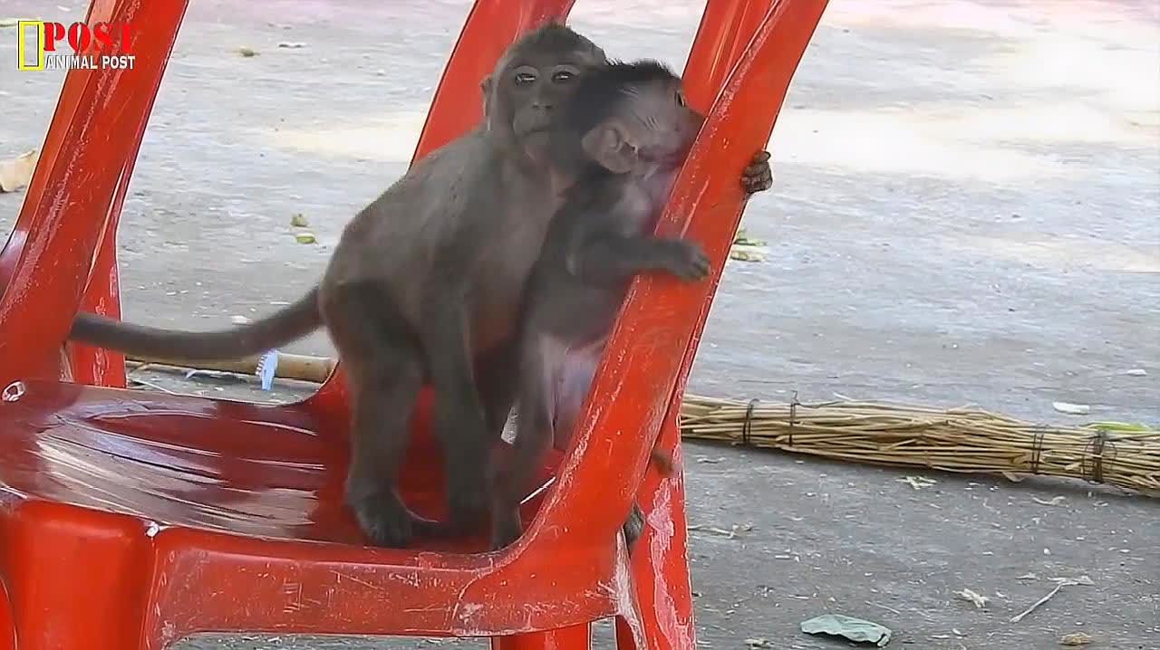 猴宝宝不让坏猴子抓走,紧紧的抱住凳子,小猴子是有多动症吗?