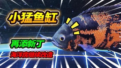 海洋房挂海绵宝宝全家福,红地图入驻小猛鱼缸,手工制作双重溢流