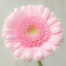 喜欢玩羽毛球の五颜六色 