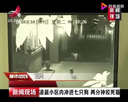 残暴!7条狗围攻一只流浪猫 瞬间被撕咬成碎片 有监控