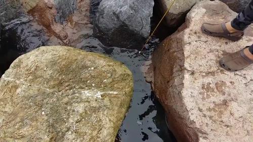 把鱼竿直接插入水中,钓一种肉肉的鱼,这是什么钓法?