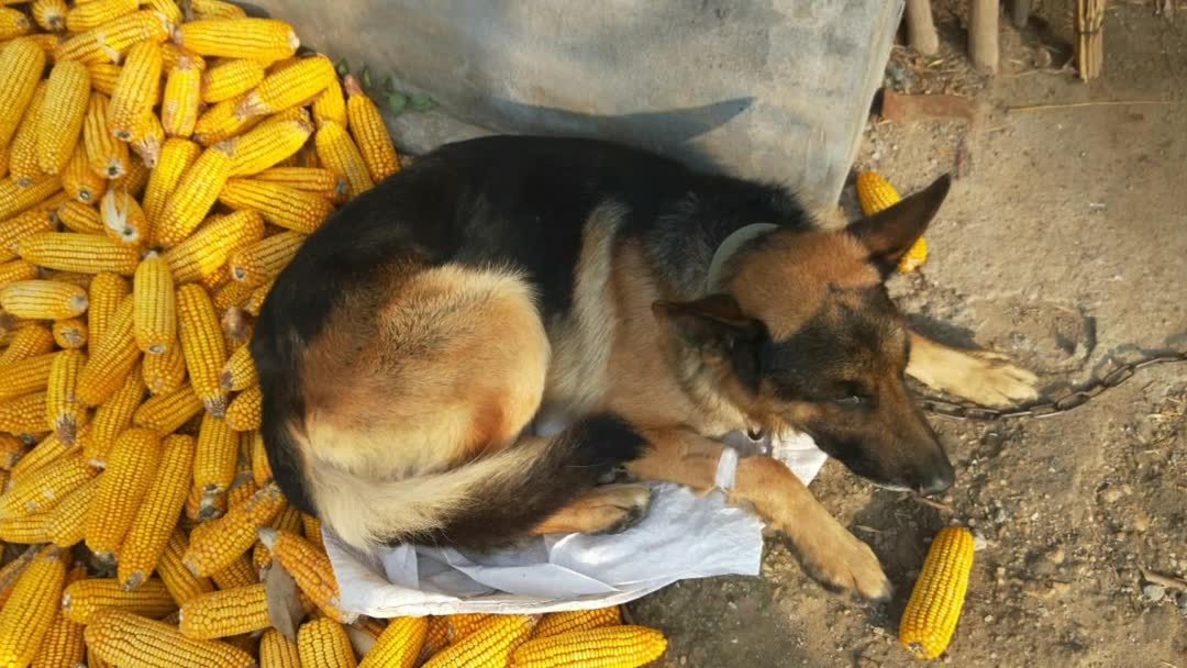 牧羊犬贝贝得了肺炎,喘的厉害,谁能救救贝贝?兽医说:治不了