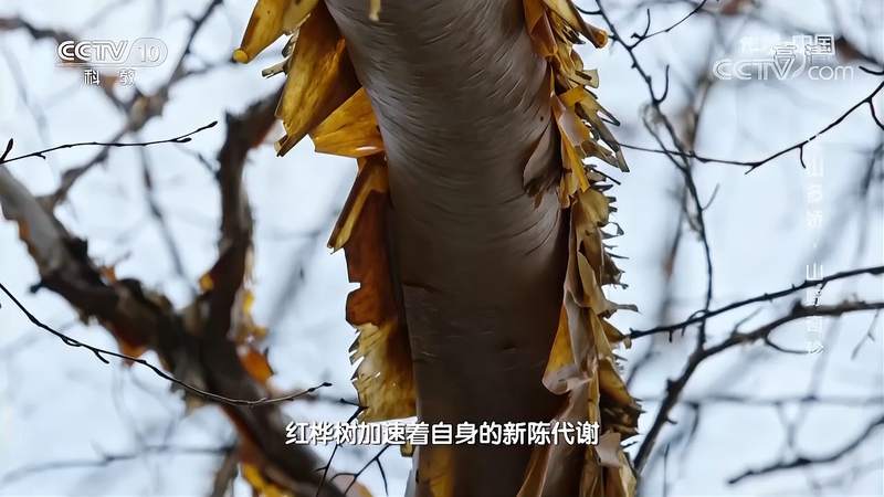 秋天,红桦树加速着自身的新陈代谢,褪去一层层表皮|地理中国