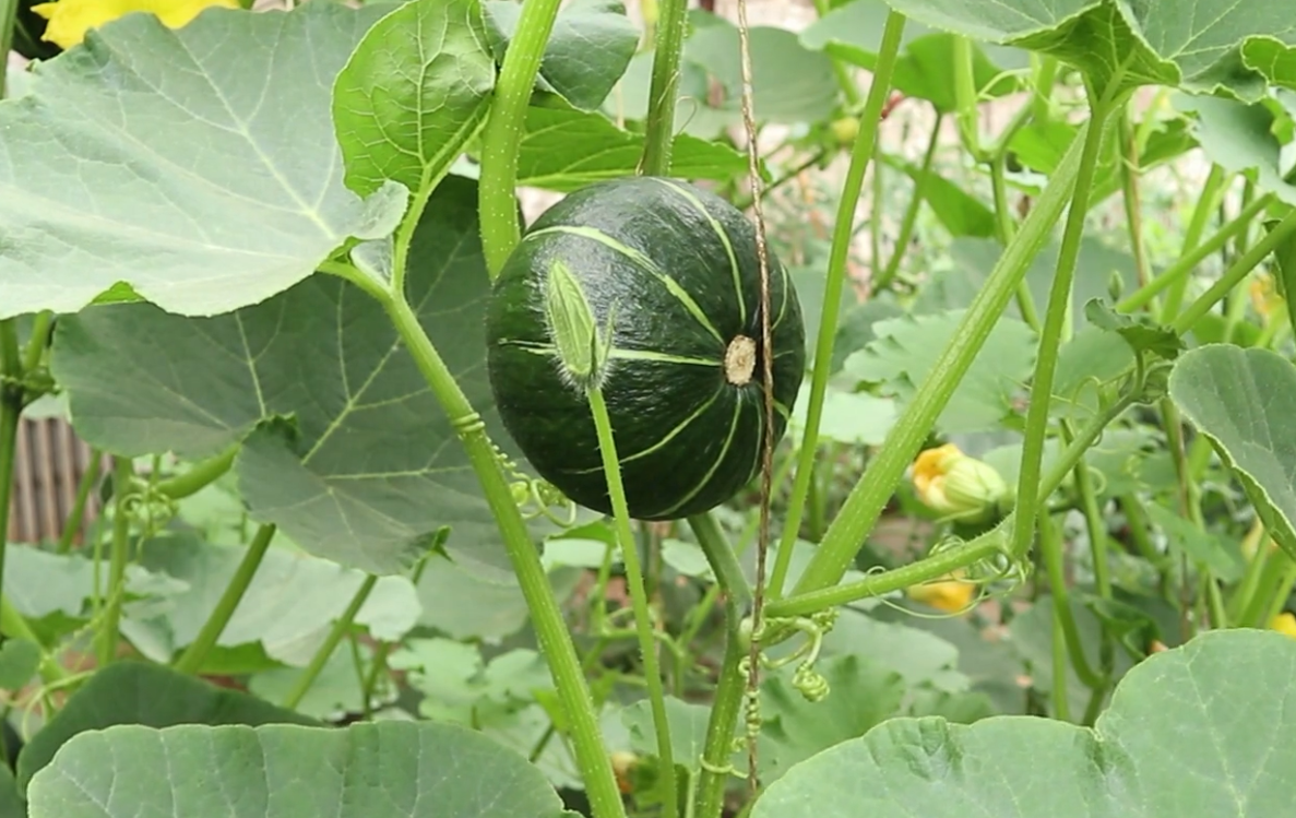 香橙八卦 