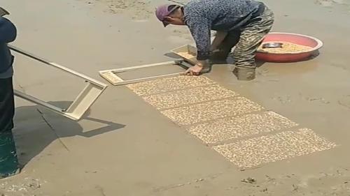 原来,水稻播种是这样的,初次见到,开眼界了