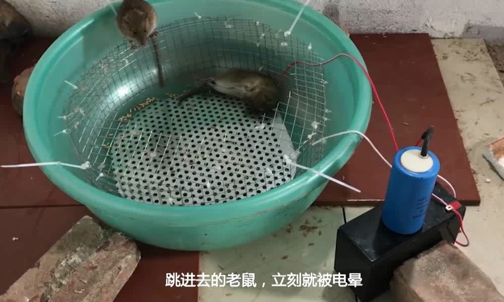 大叔向老鼠复仇,发明电动捕鼠神器,网友:你也有今天!