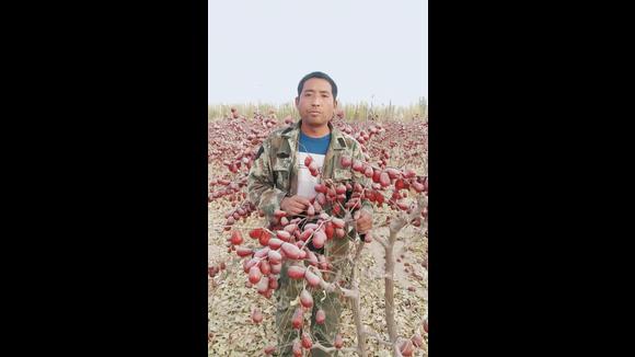 在新疆种了几年的和田大枣