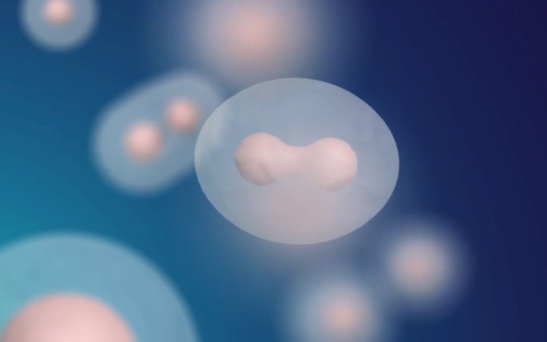 【格索普动画】细胞分裂