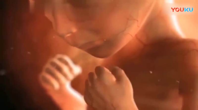 生命真是太神奇了!宝宝在妈妈肚子里成长的全过程