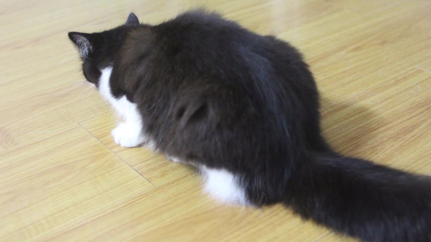 如果被猫咬了要不要反咬一口咬回去?