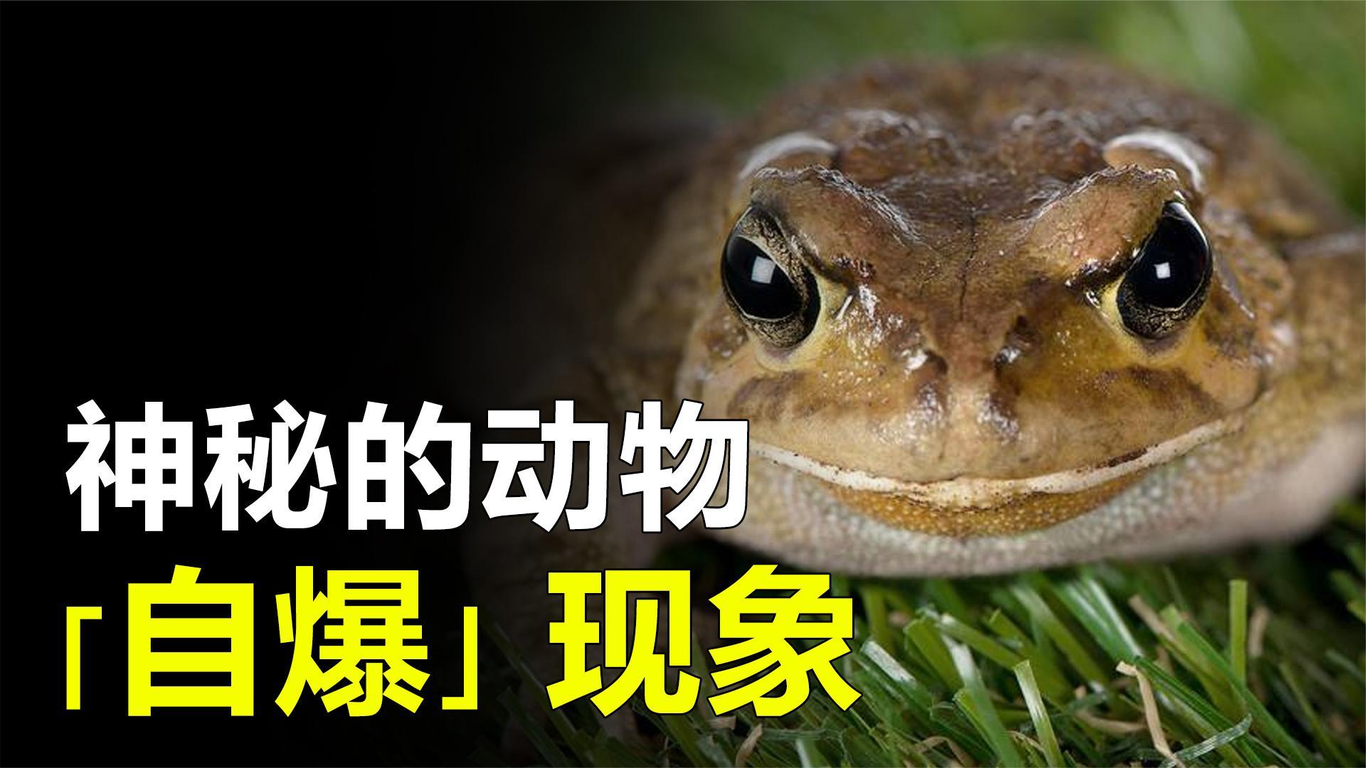 神秘的动物自爆事件,究竟是怎么回事?科学家发现奇怪现象