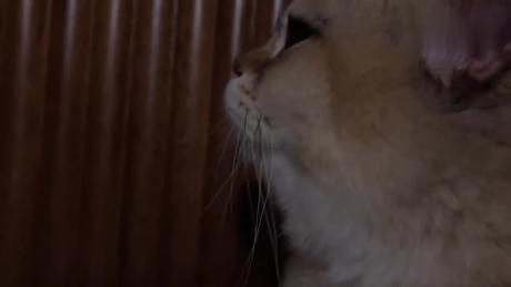 猫咪鼻塞怎么办?
