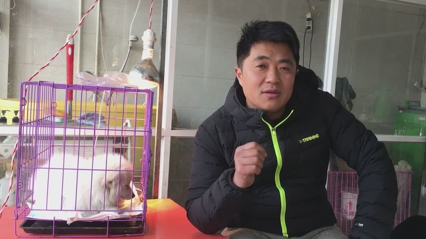 狗狗得了细小病毒怎么办?看准时间段,照着做就对了