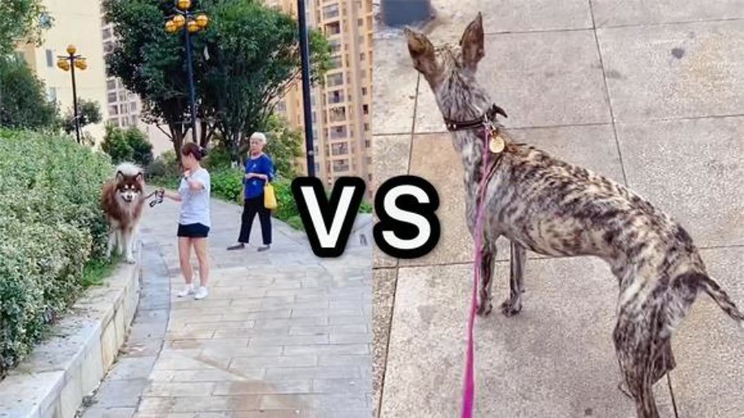 惠比特犬VS阿拉斯加！狗子初次看到巨型犬，它的反应竟如此清奇