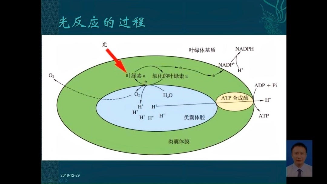 第三章 细胞的代谢 第十三节课