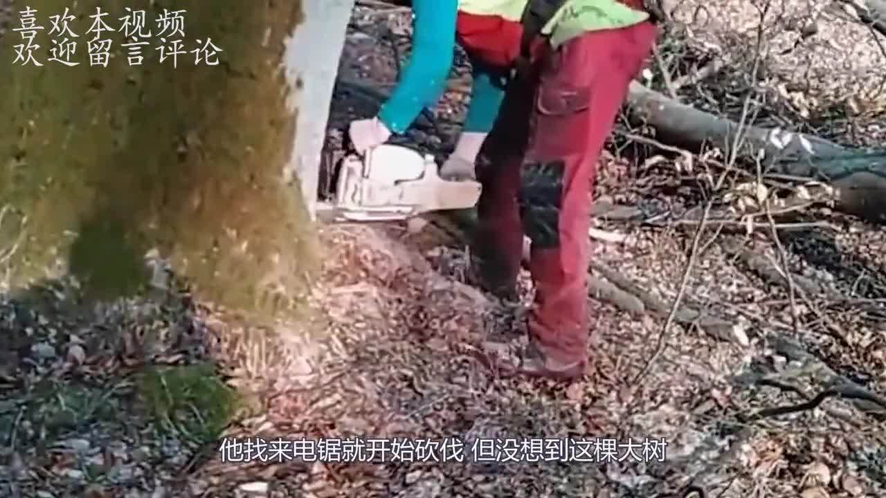 男子野外砍伐大树,用工具劈开后竟然流血了,吓得他连忙躲开!