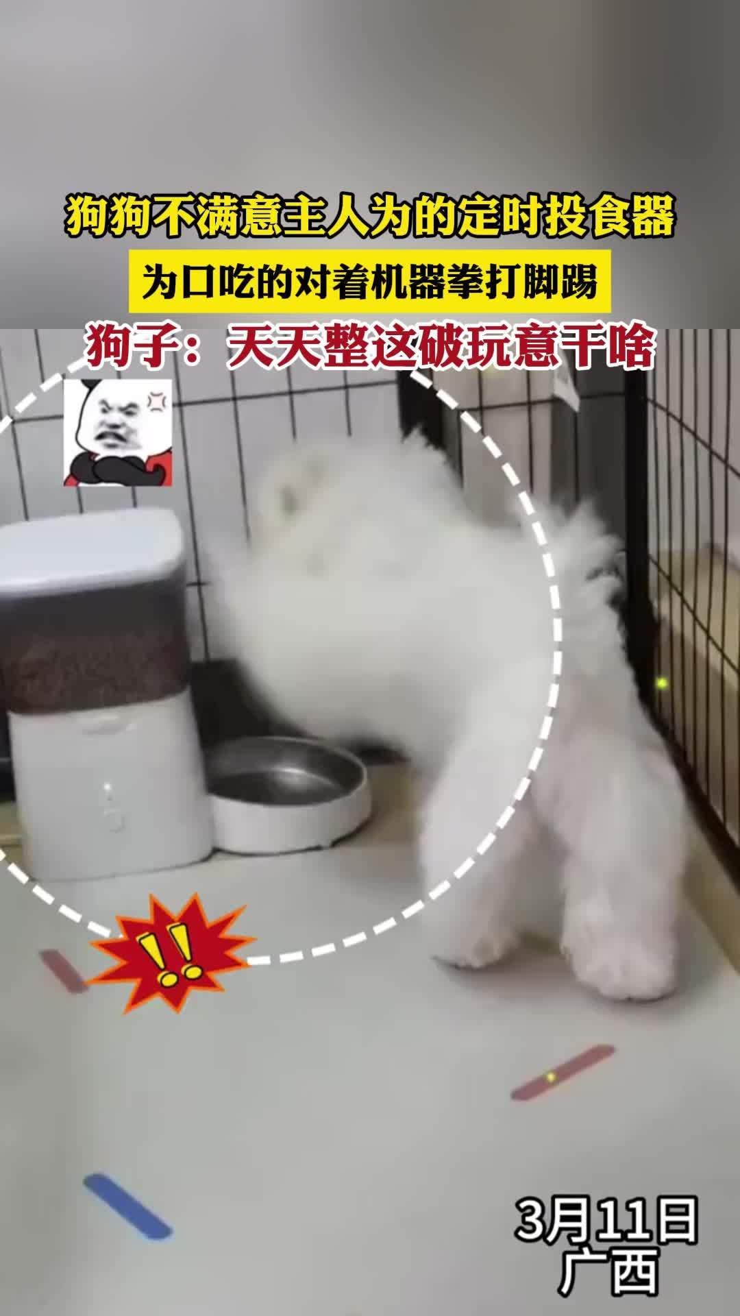 狗狗不满意主人为的定时投食器,为口吃的对着机器拳打脚踢