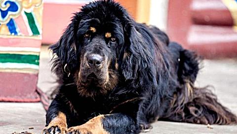 藏獒遇上比特犬, 差点被咬死! 一看就知道藏獒都快杂的没形了