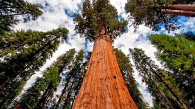 世界上最大的树,树龄超过3500年,如今还在不停茁壮生长