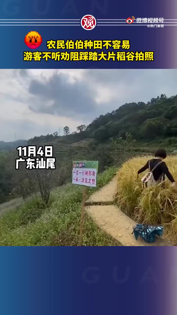 农民伯伯种田不容易,游客不听劝阻踩踏大片稻谷拍照