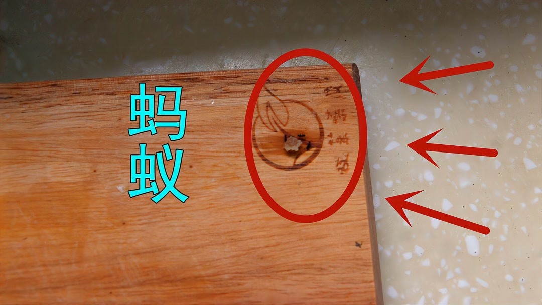 灶台上有蚂蚁不要用杀虫剂,教你4个物理灭蚁方法,安全又有效