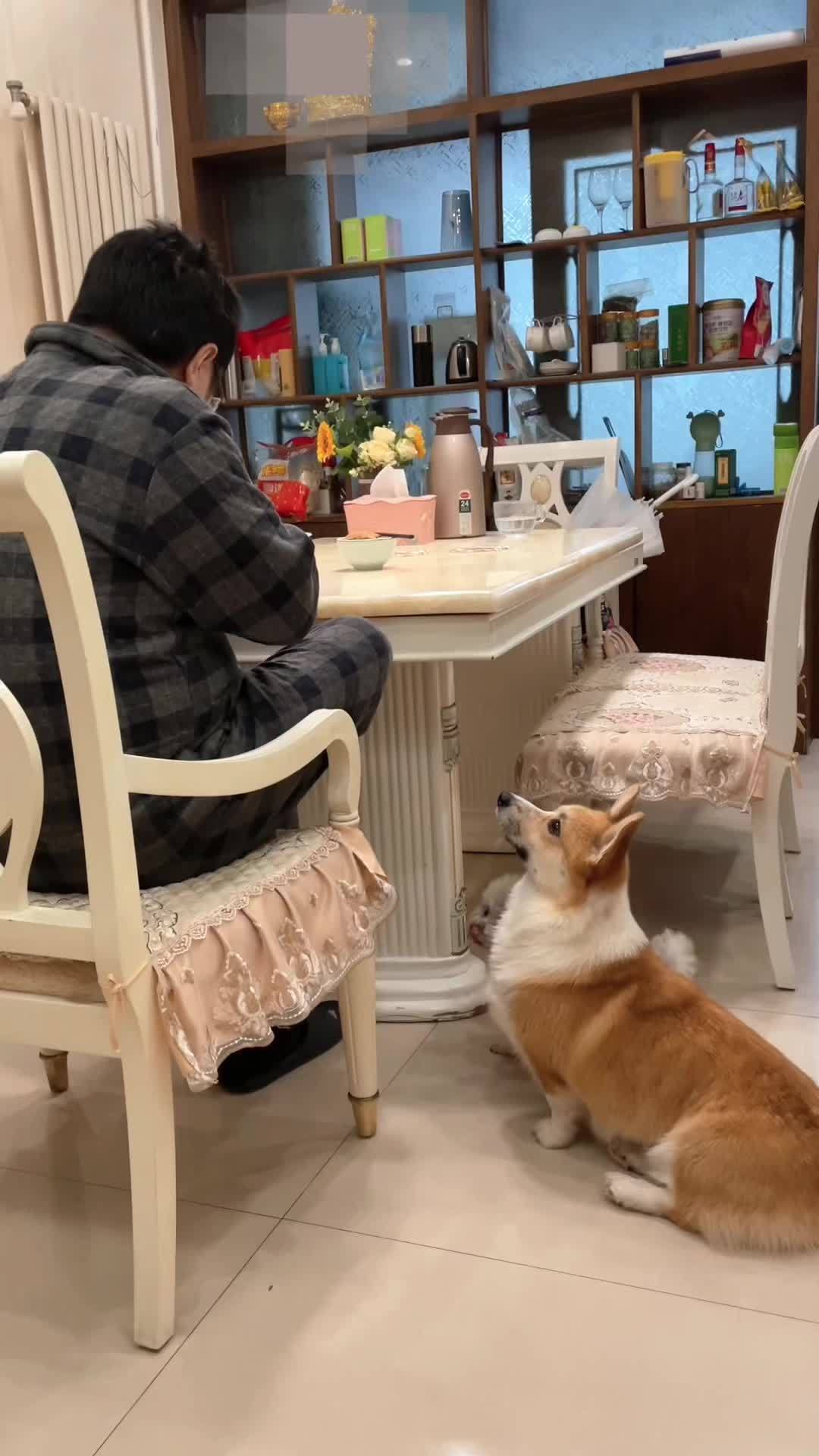 同样都是狗这差距怎么那么大#萌宠