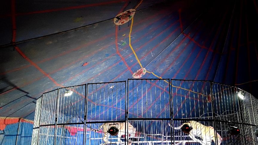 每人20元动物表演,好可怜的小动物,我却无能为力。