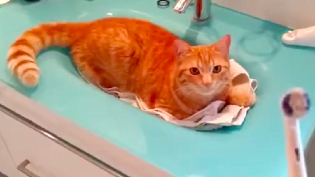 主人一打开电动牙刷,猫咪就凑过来:快给我挠痒!