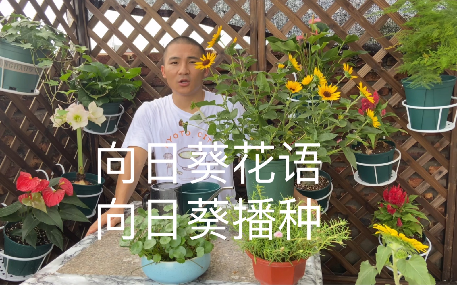 向日葵花语,向日葵种子播种种植方法步骤