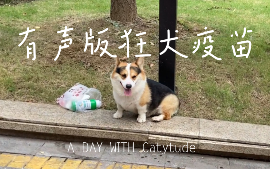 抱小胖仔打狂犬疫苗 路上碰到了有眉毛的柯基犬 和不称职的打针医生 ...