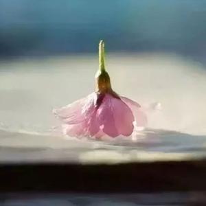 米莉老师 