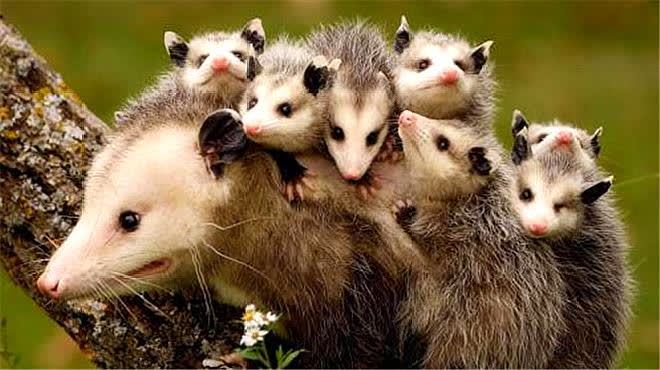 狗狗捡回一窝老鼠,主人觉得不对劲,查阅资料后发现是这个品种