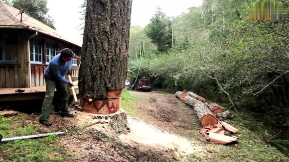 令人惊叹的电锯切割机砍伐树木!房屋附近危险树木砍伐情况汇编