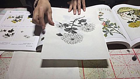 菊花之枝的画法