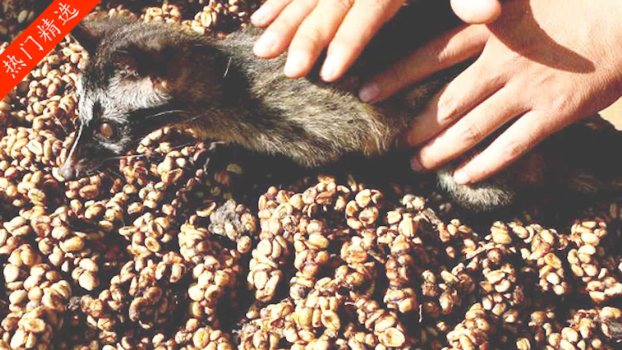 世界上最贵咖啡,猫屎咖啡是怎么来的,太让人心痛了