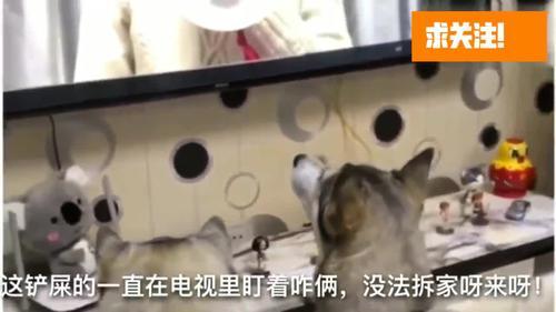 为了防止狗子拆家,主子给自己录像,在电视上循环播放!结果?