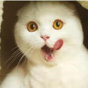 木木木本木木木 