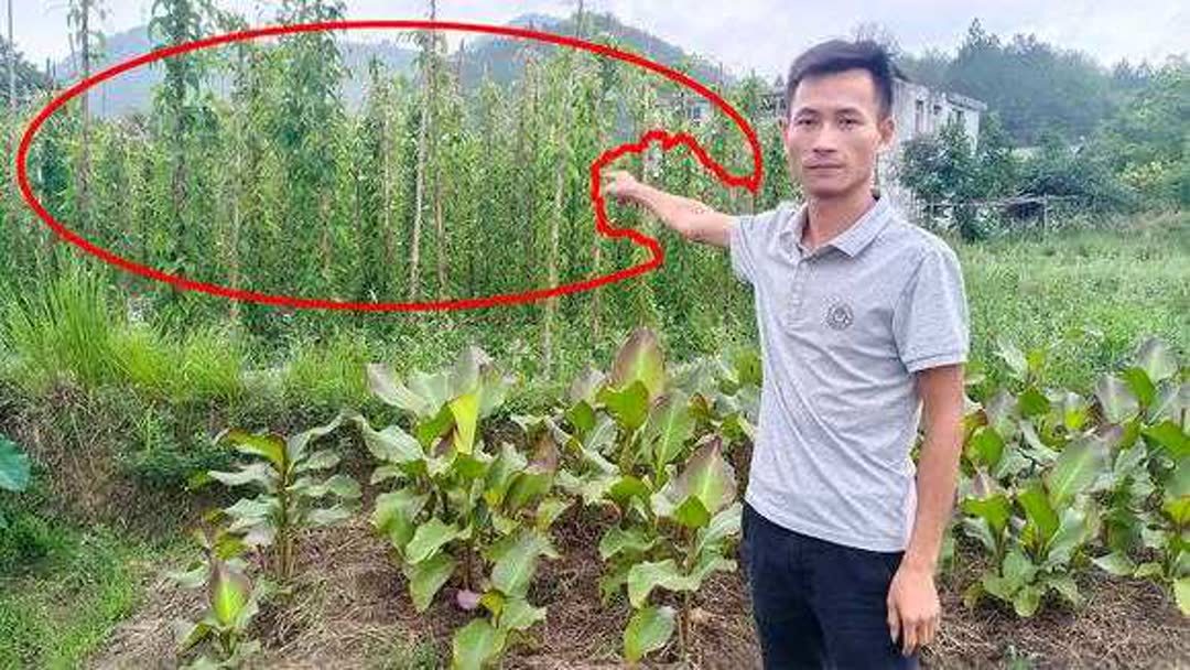 大爷种植两分半的地下蔬菜,一年可产值10500元,比种其他要赚得多