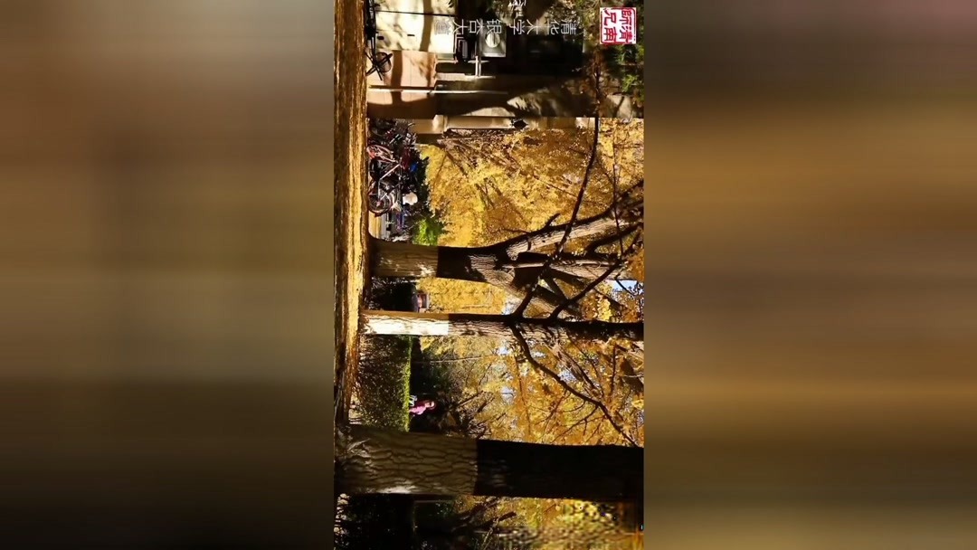 清华大学二校门,银杏大道!