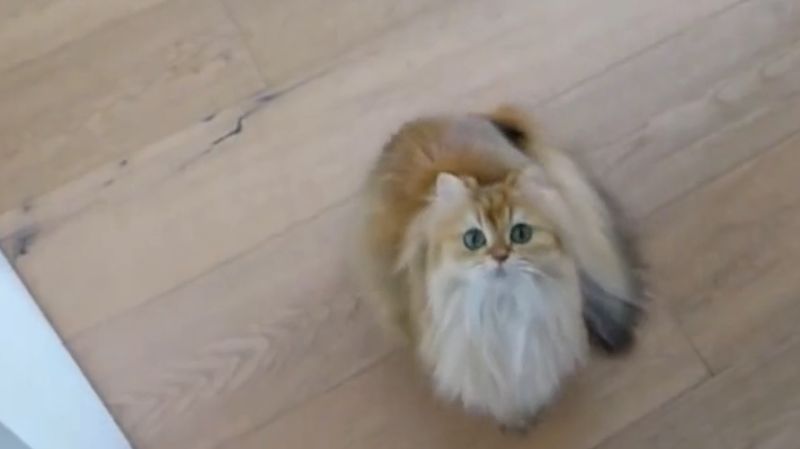 小猫咪超级容易满足 一根小棉签够它玩半天
