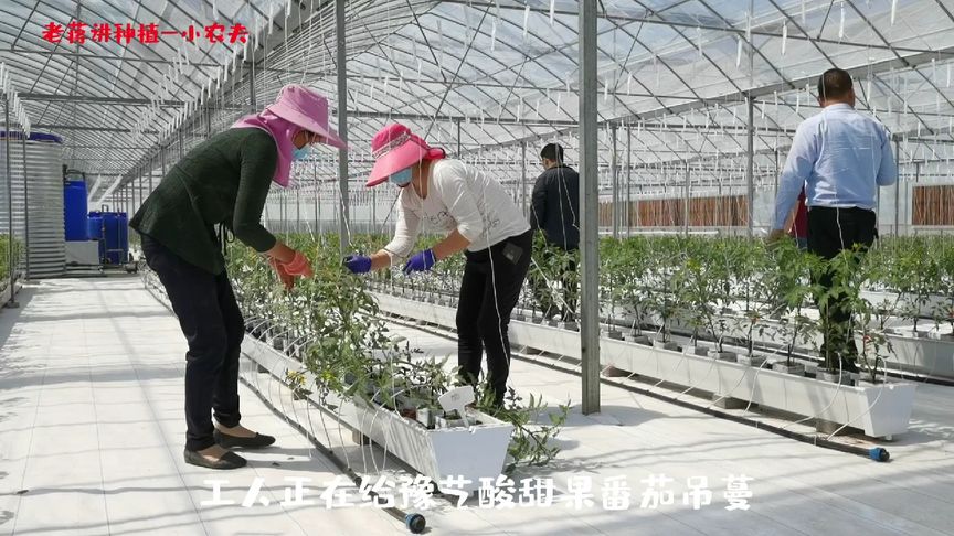 无土栽培种植一周的酸甜果番茄,长势喜人,30天后就能吃到西红柿