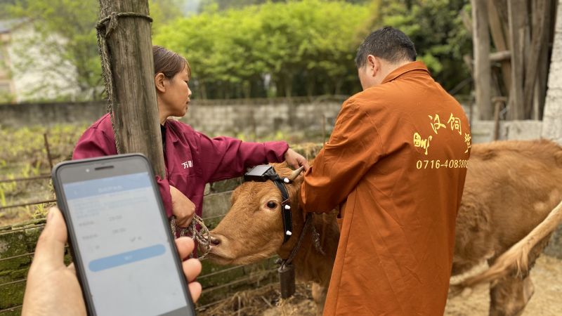 GPS定位器装在牛头上,手机上看的一清二楚,这钱花得值了