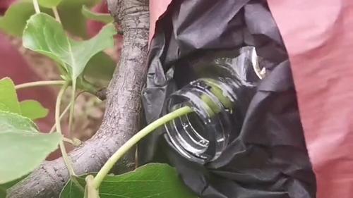 永不分梨酒的梨子是怎么进瓶子的,原来梨子还没长大,它们就在一起了!