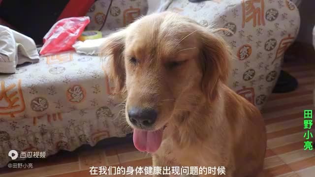 小亮不分青红皂白打了金毛,得知真相后向它道歉,应支持它的梦想