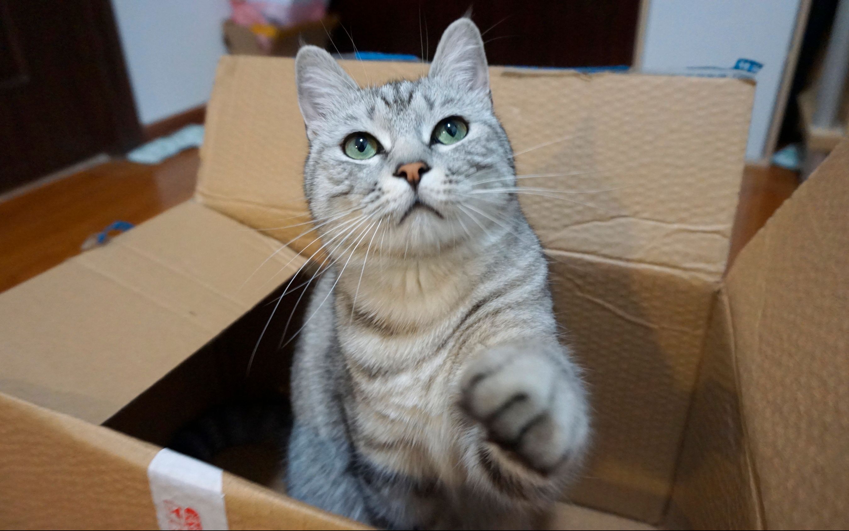 一个实验告诉你猫咪到底有多喜欢钻纸箱,能钻进多小的纸箱!