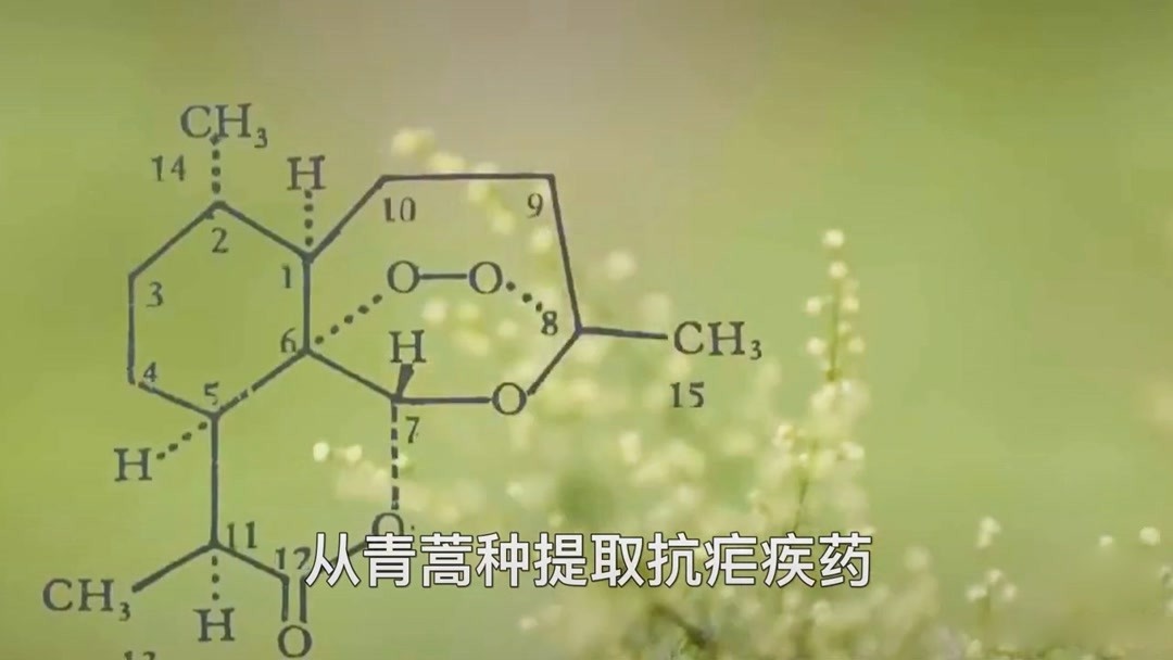 屠呦呦发现青蒿素,华夏之光