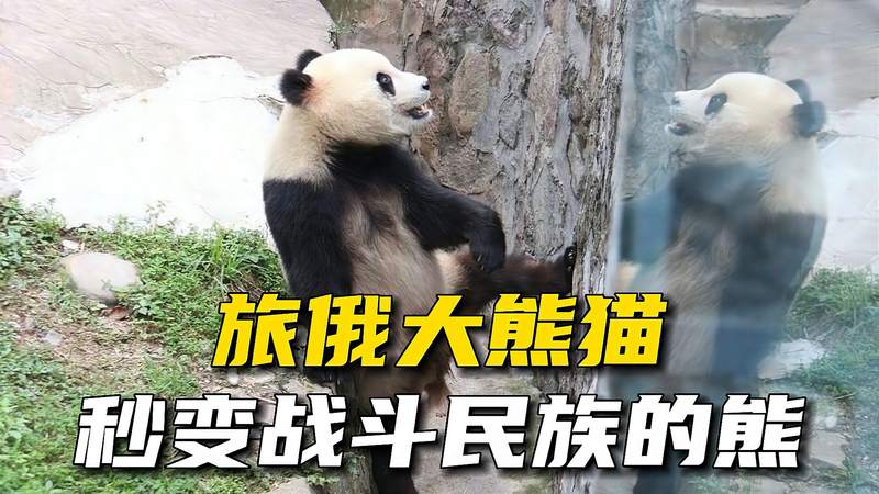 大熊猫去俄罗斯旅游血脉觉醒,风格秒变功夫熊猫